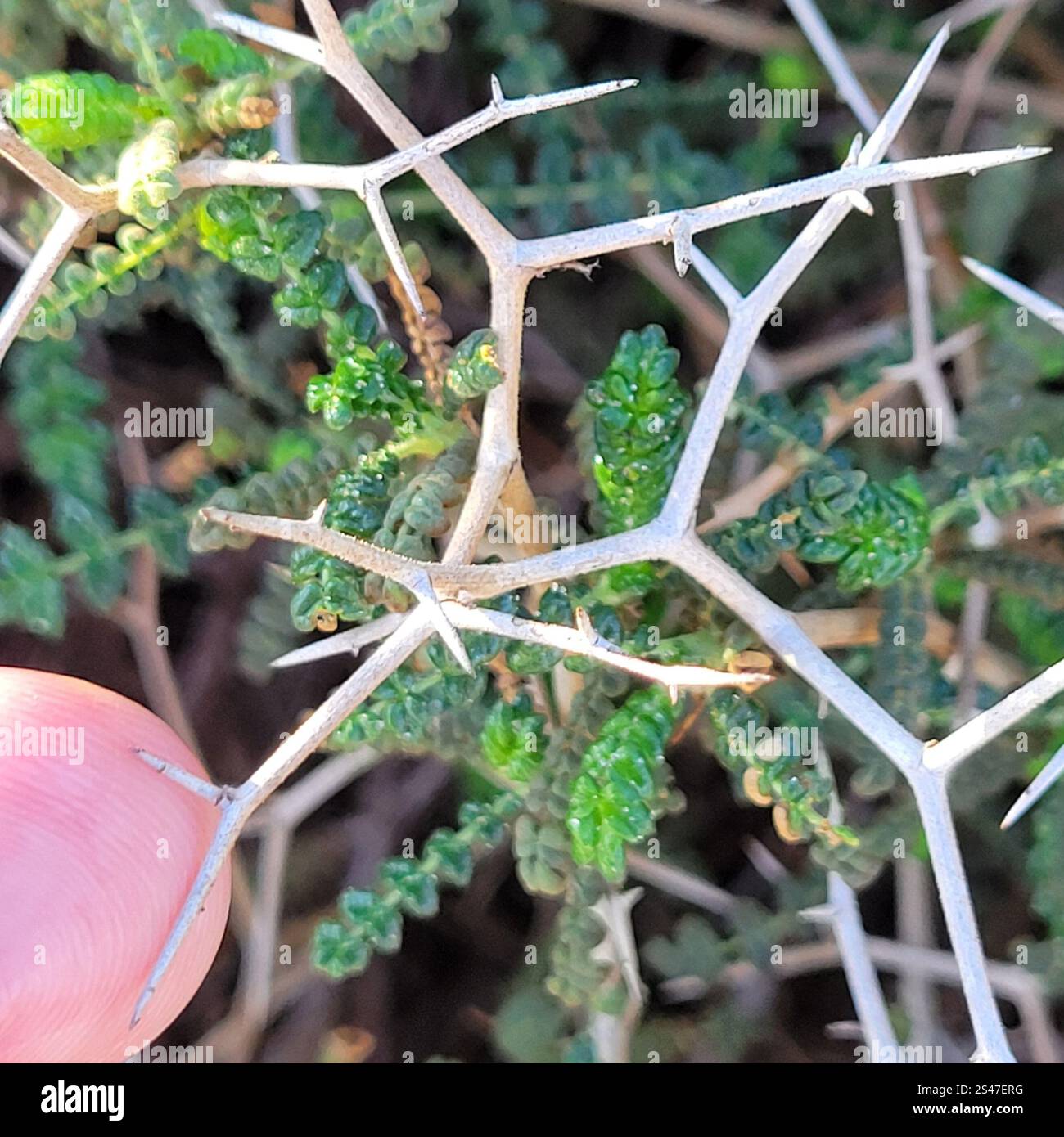Spiny Burnet (Sarcopoterium spinosum Stock Photo - Alamy