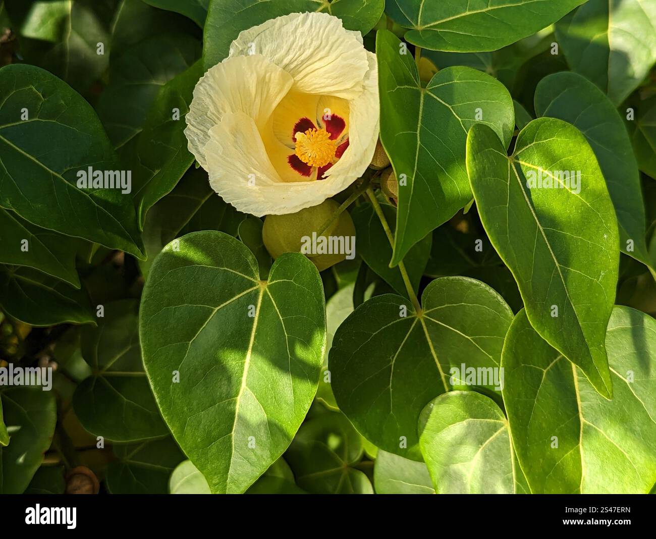 Portia tree (Thespesia populnea Stock Photo - Alamy