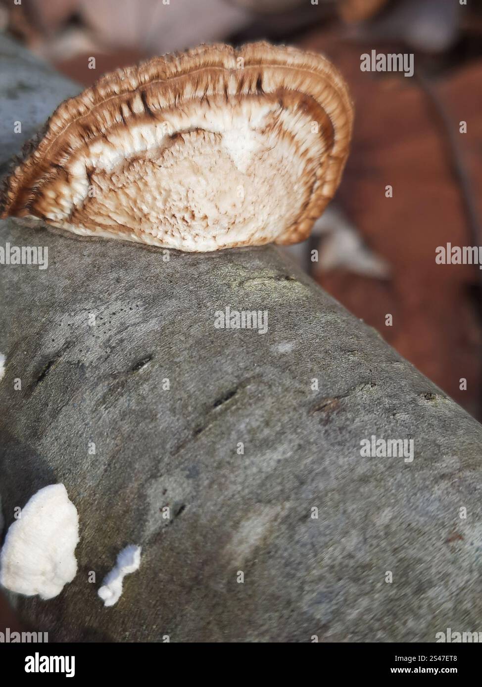 Thin-walled Maze Polypore (Daedaleopsis confragosa Stock Photo - Alamy