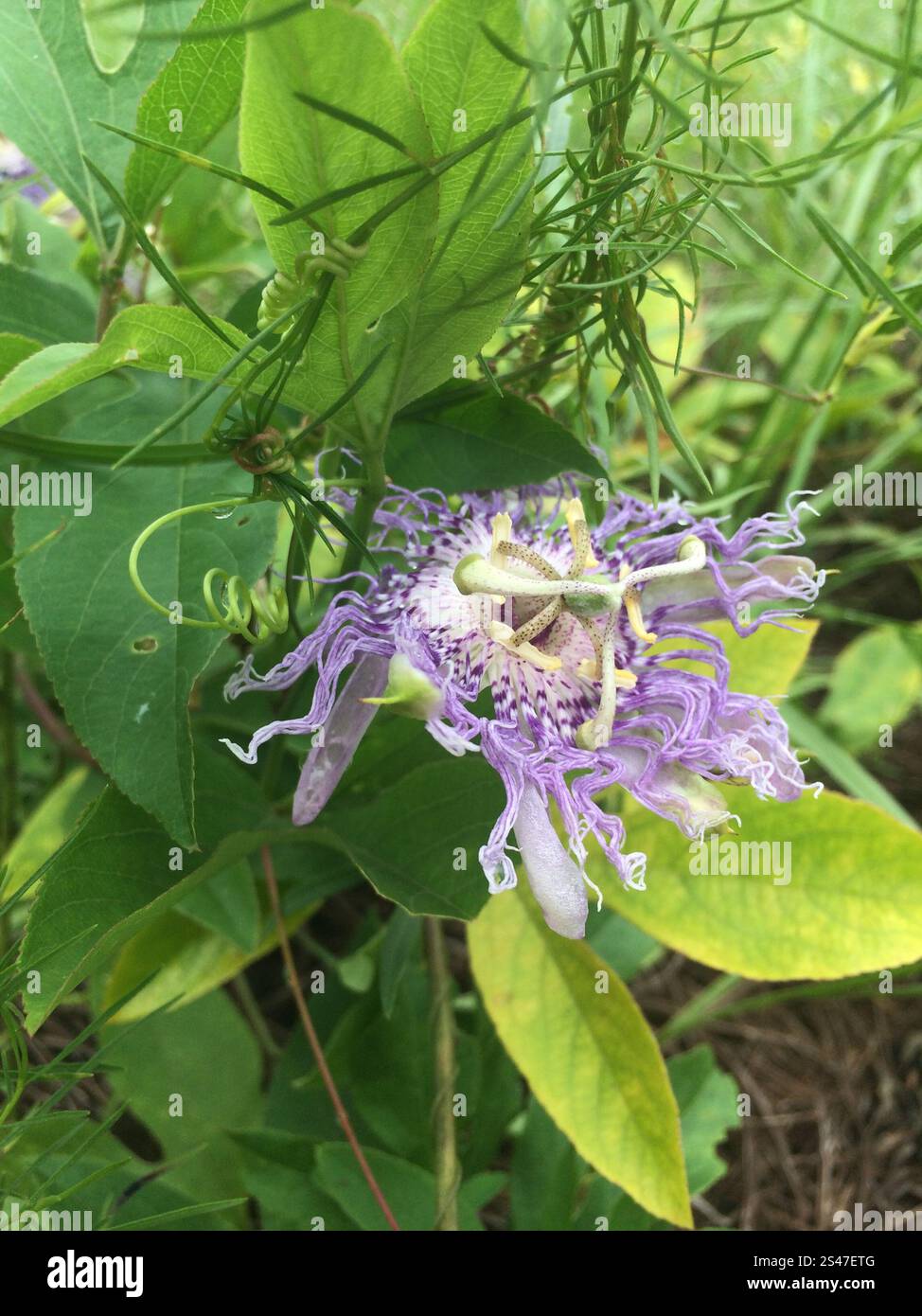 purple passionflower (Passiflora incarnata Stock Photo - Alamy