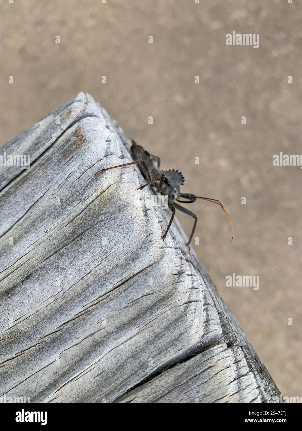 North American Wheel Bug (Arilus cristatus Stock Photo - Alamy