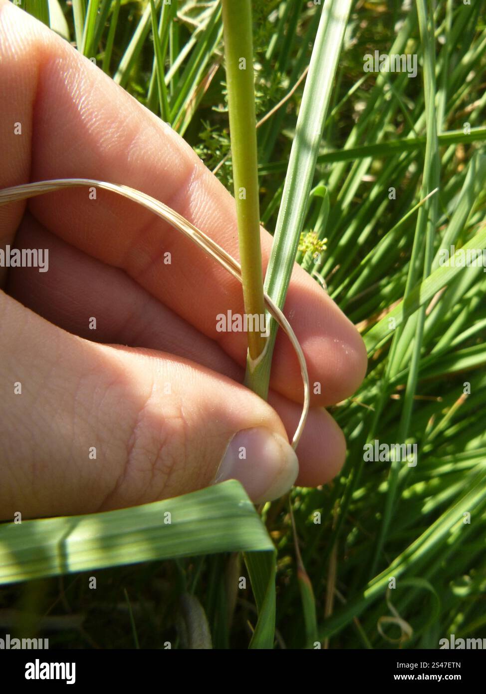 field garlic (Allium oleraceum Stock Photo - Alamy