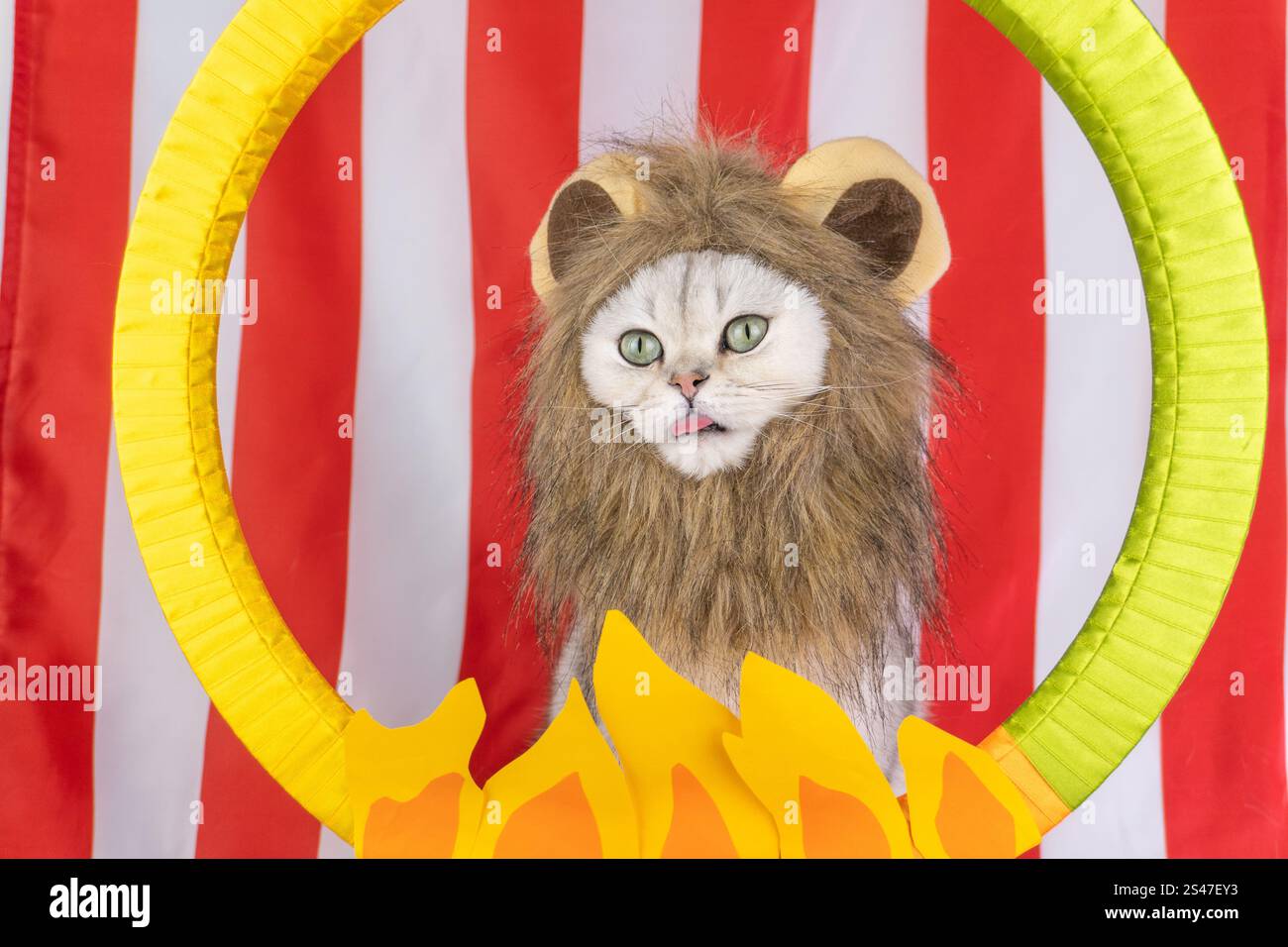 Cat in lion costume with fire hoop against red and white striped ...