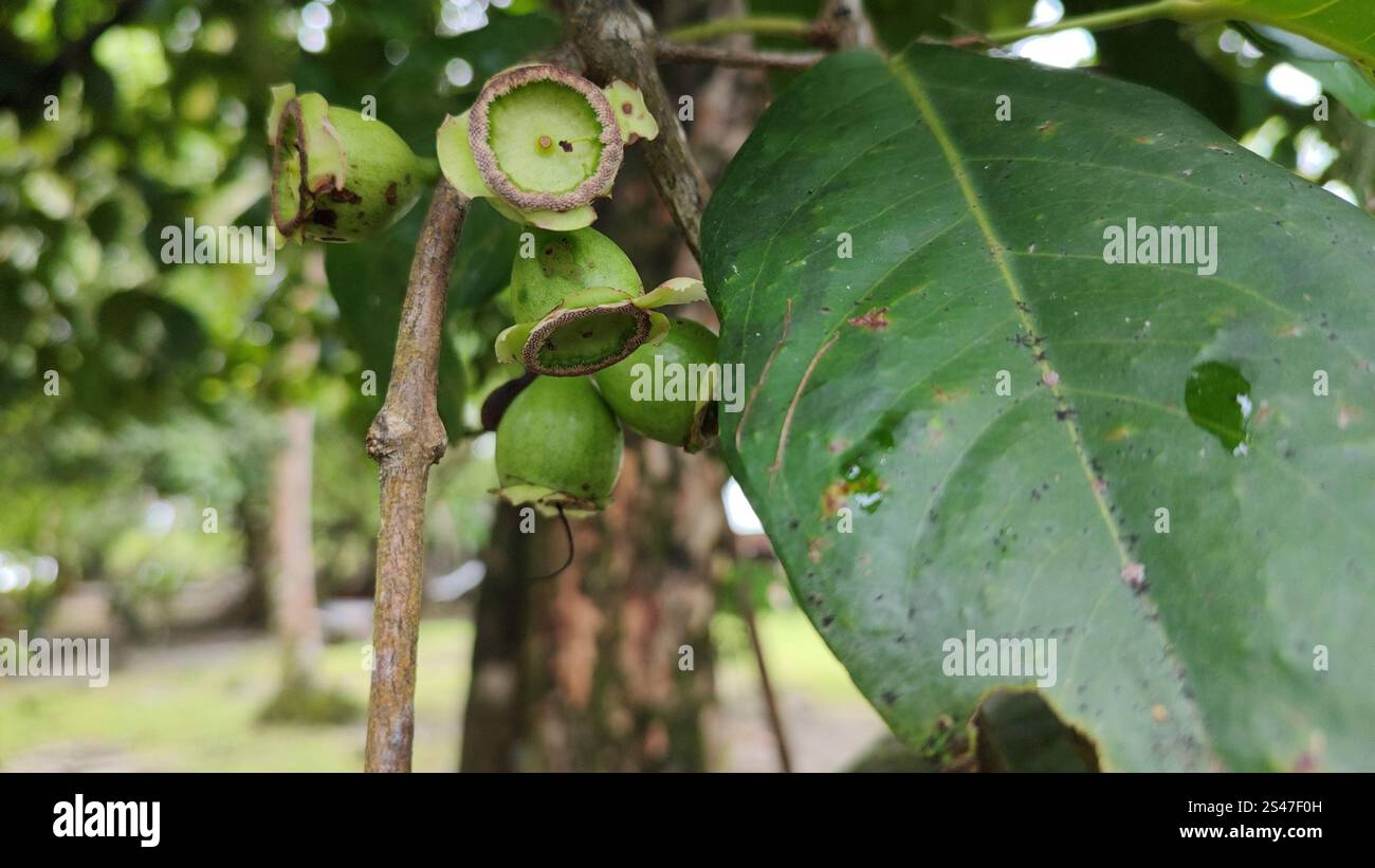 myrtle family (Myrtaceae Stock Photo - Alamy