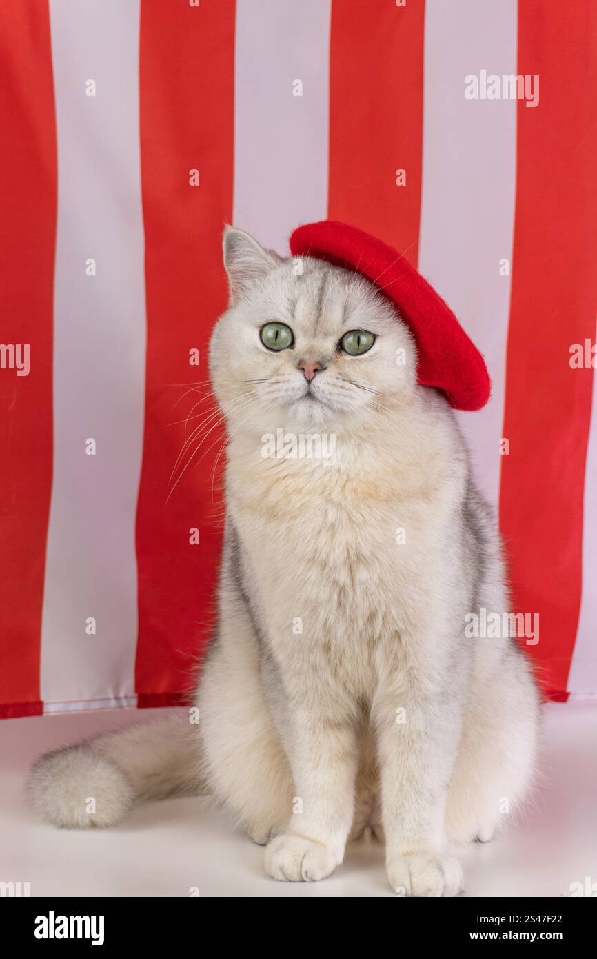 Elegant cat wearing red beret against red and white striped background ...