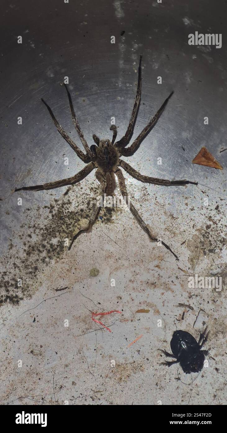 Tropical Wandering Spiders (Ctenus Stock Photo - Alamy