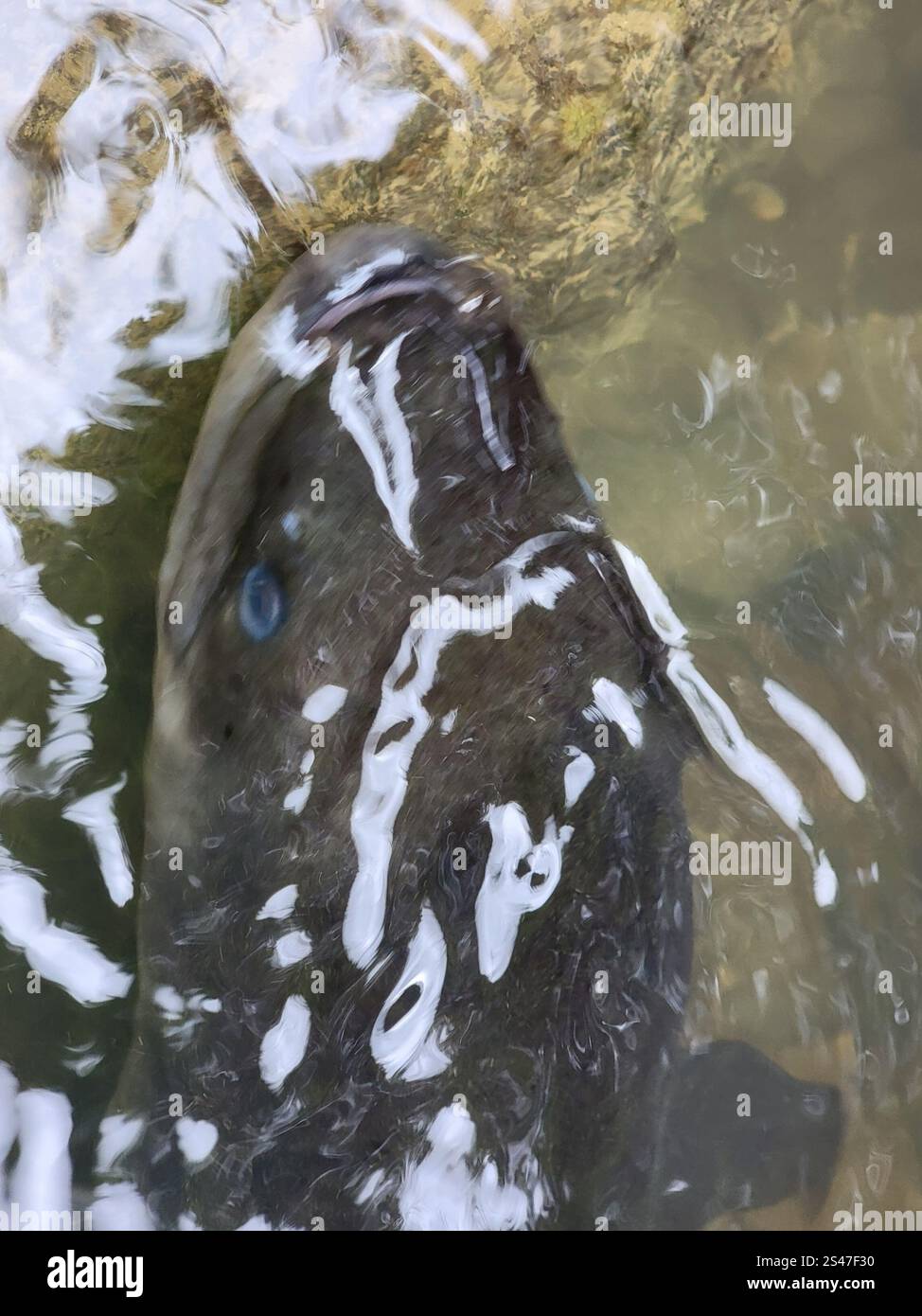 New Zealand Longfin Eel (Anguilla dieffenbachii Stock Photo - Alamy