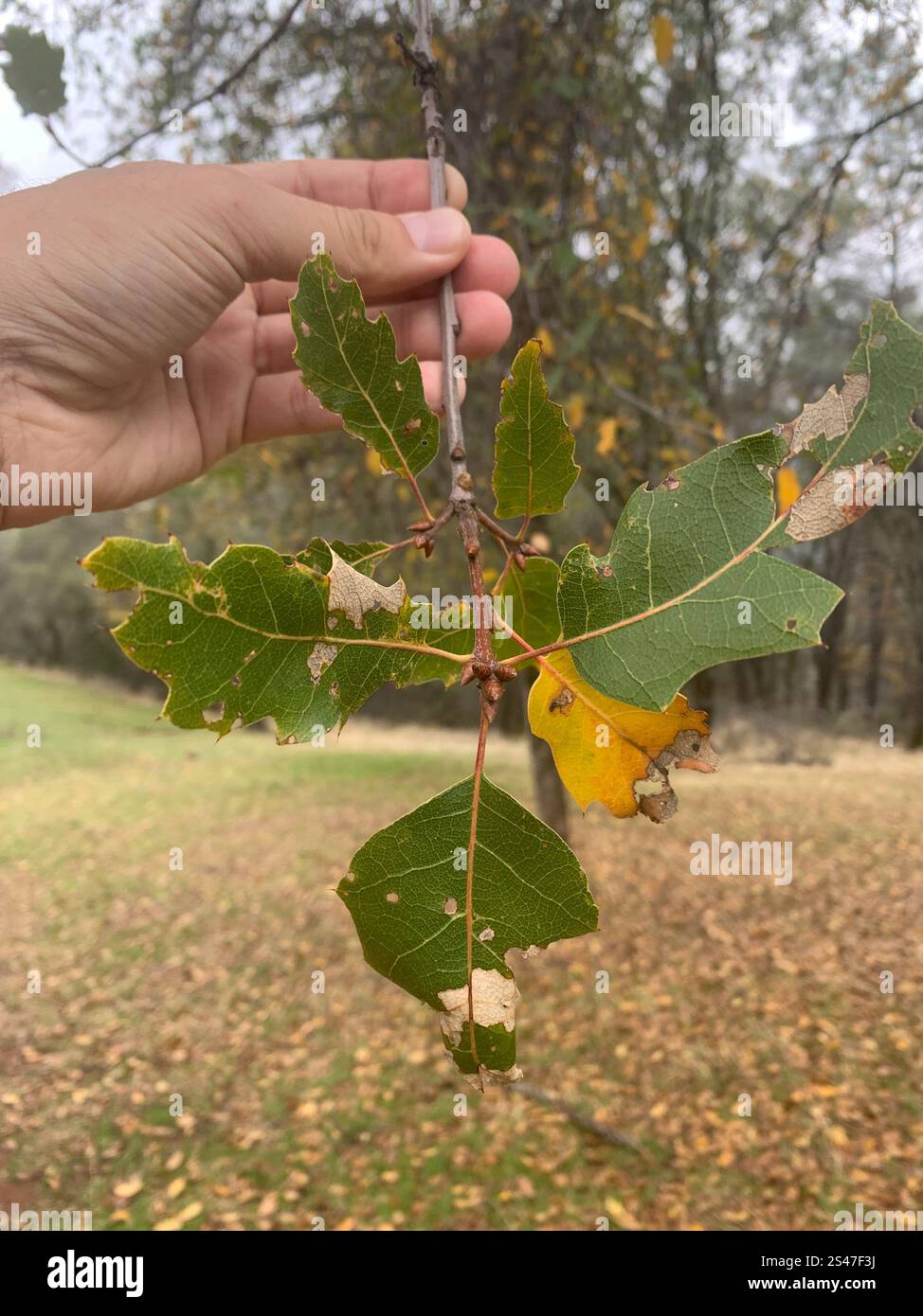 Oracle Oak (Quercus × morehus Stock Photo - Alamy