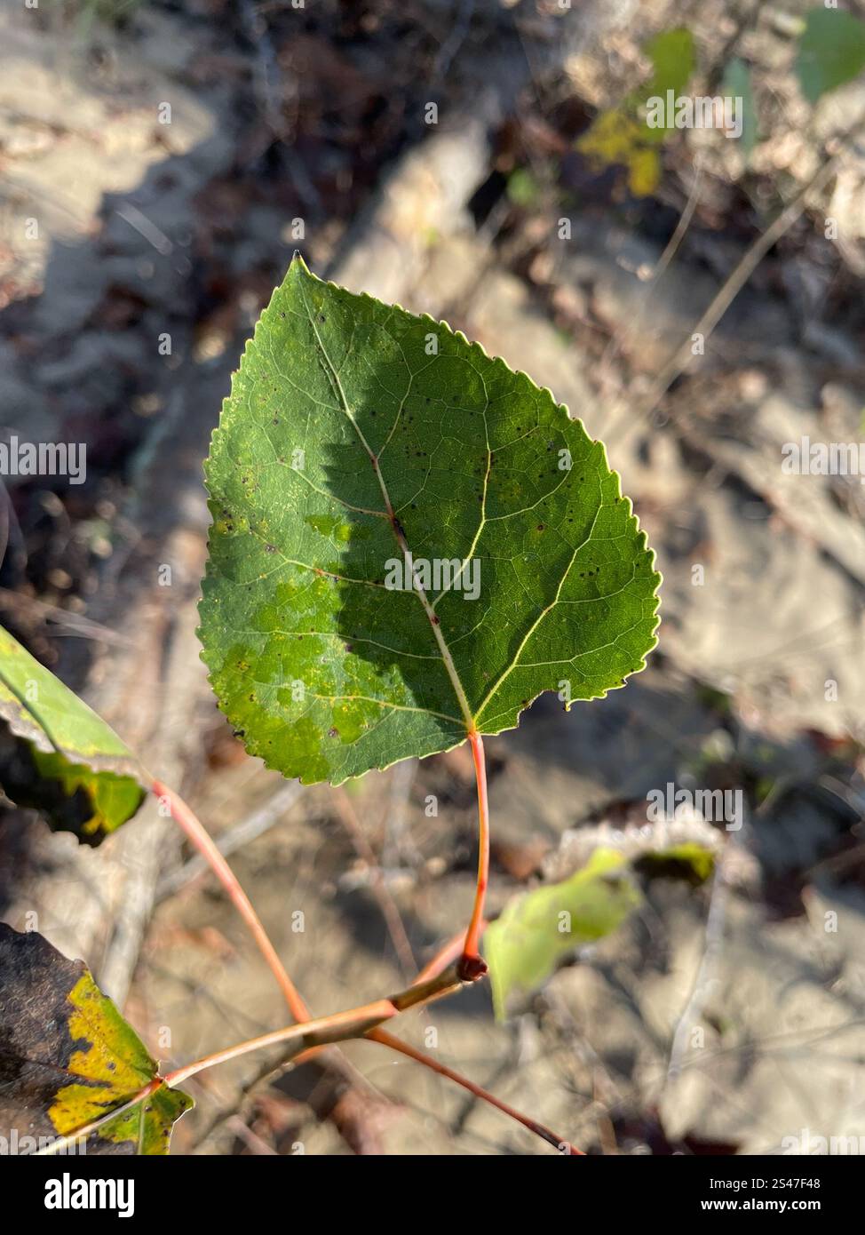 Eastern Cottonwood (Populus deltoides Stock Photo - Alamy