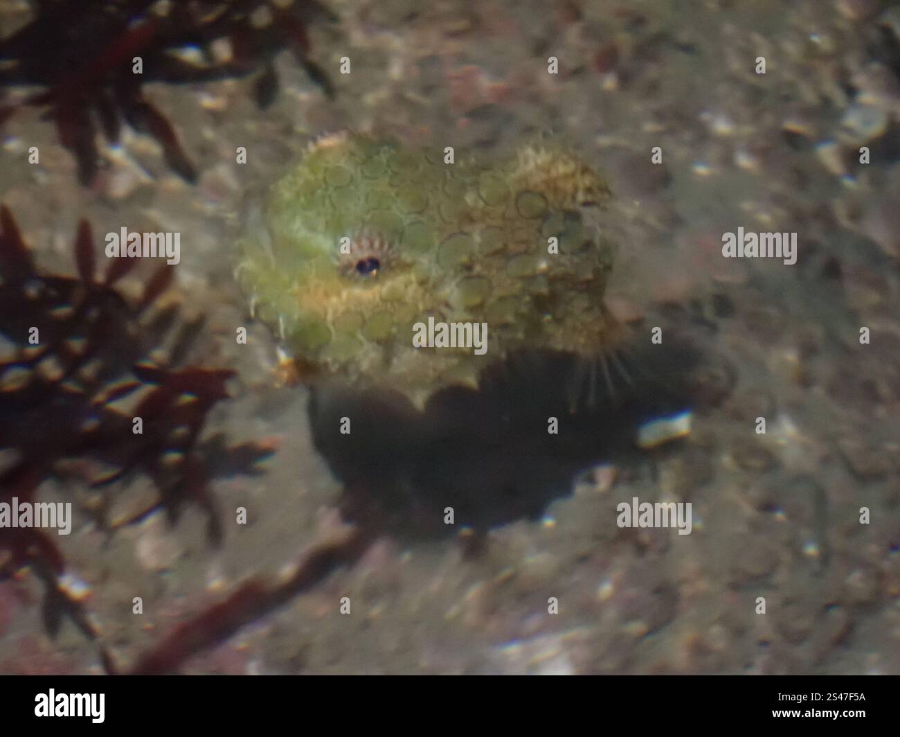 Pacific Spiny Lumpsucker (Eumicrotremus orbis Stock Photo - Alamy