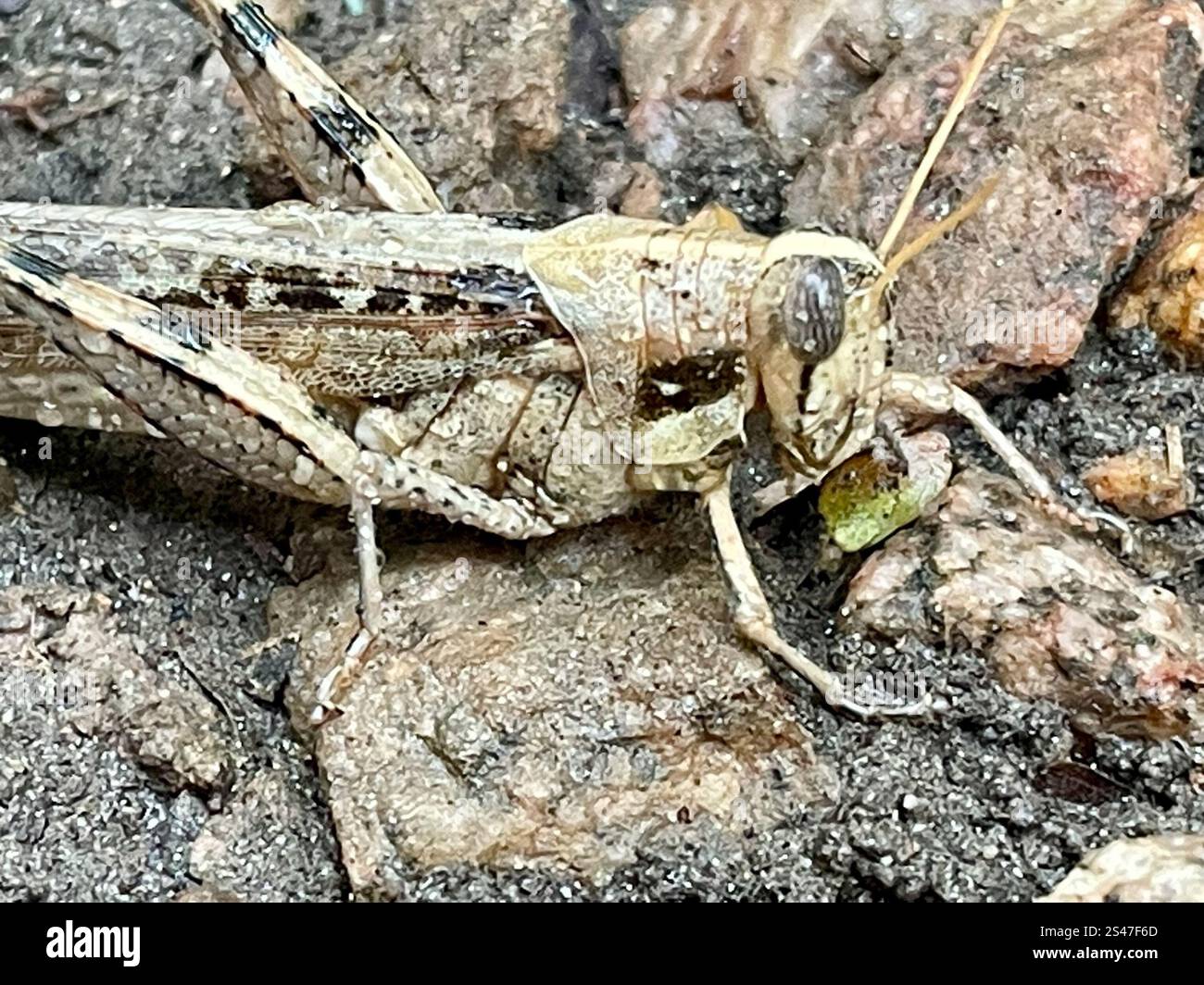 Gray Bird Grasshopper (Schistocerca nitens Stock Photo - Alamy