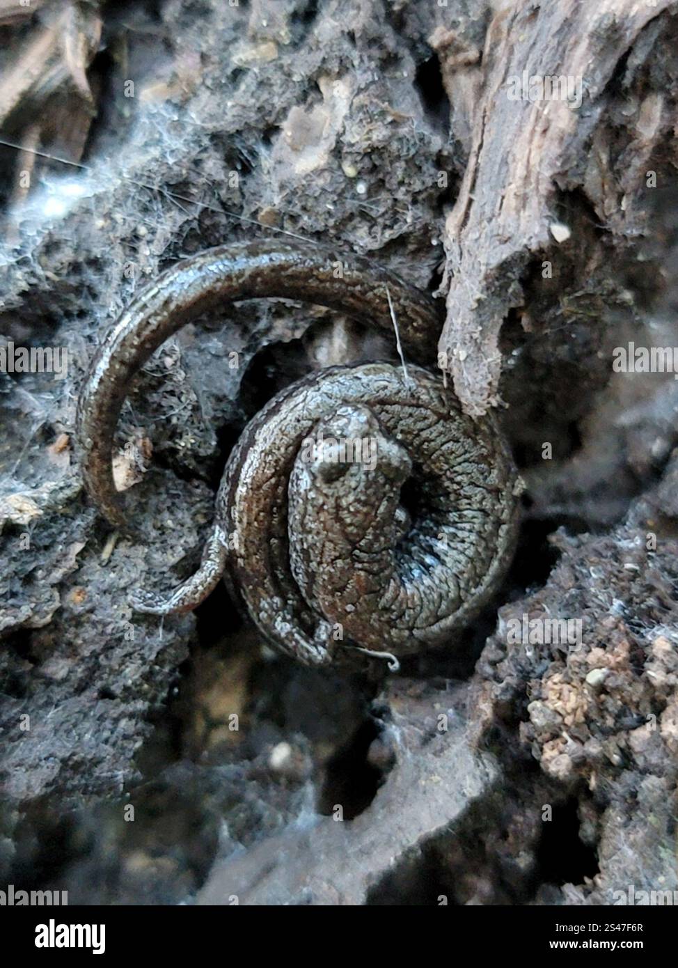California Slender Salamander (Batrachoseps attenuatus Stock Photo - Alamy