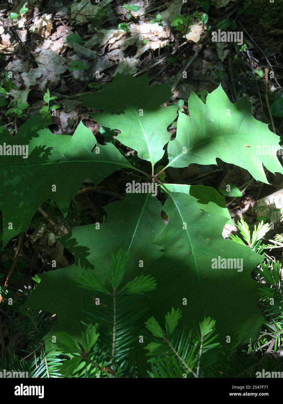 northern red oak (Quercus rubra Stock Photo - Alamy