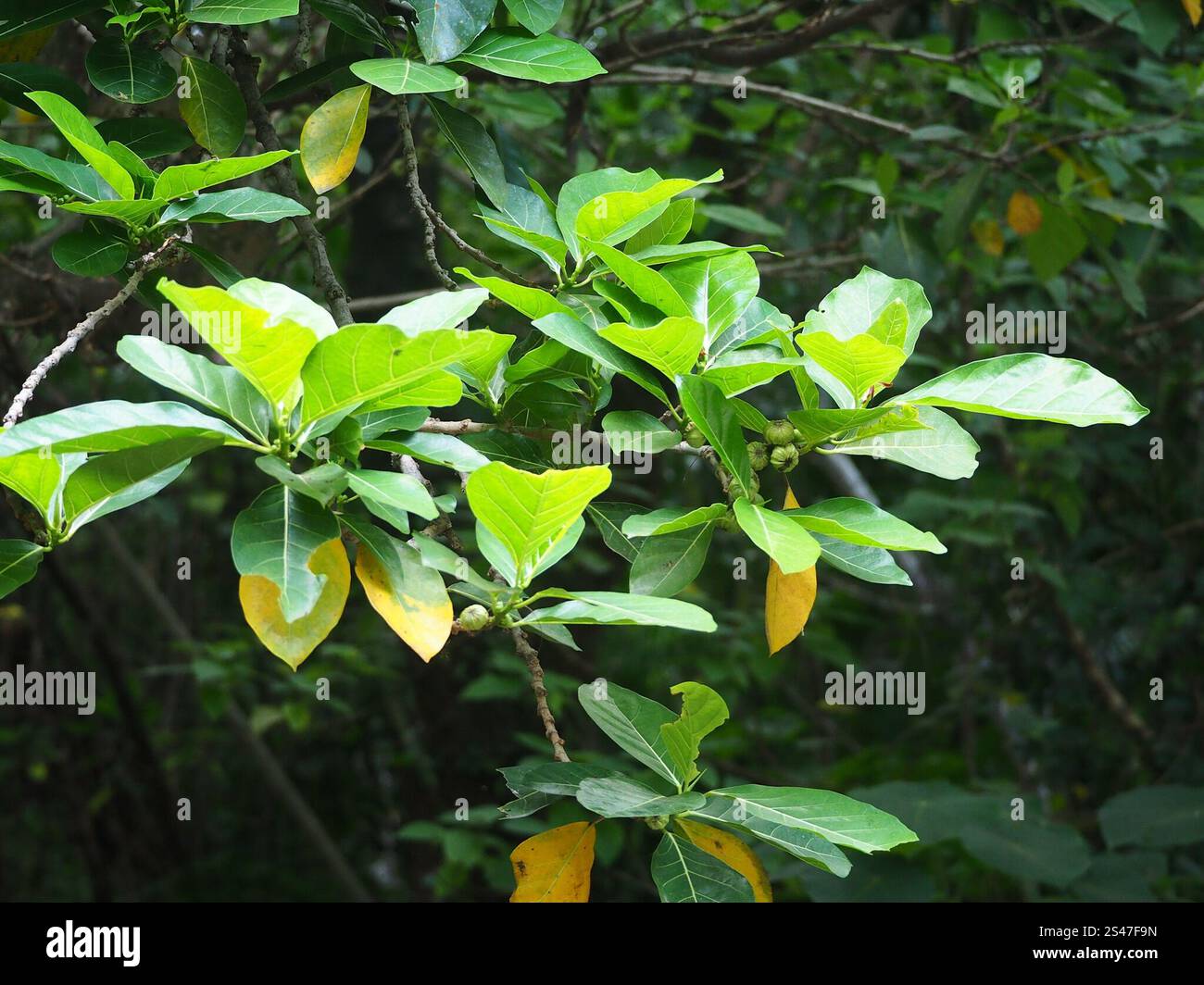Hauili fig tree (Ficus septica Stock Photo - Alamy
