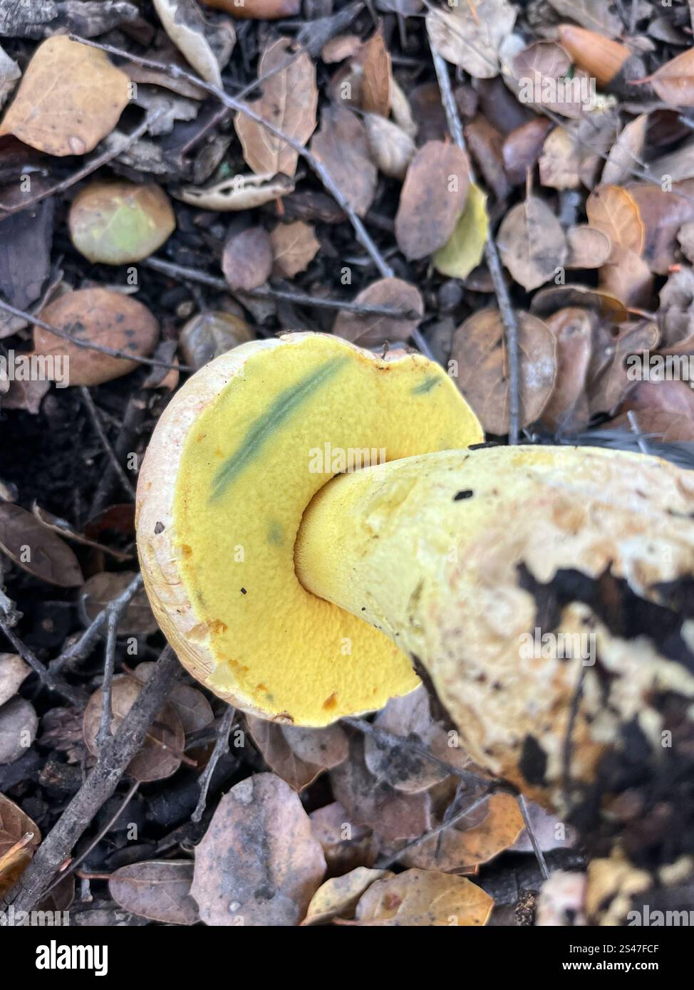 Pink-capped Oak Butter Bolete (Butyriboletus querciregius Stock Photo ...