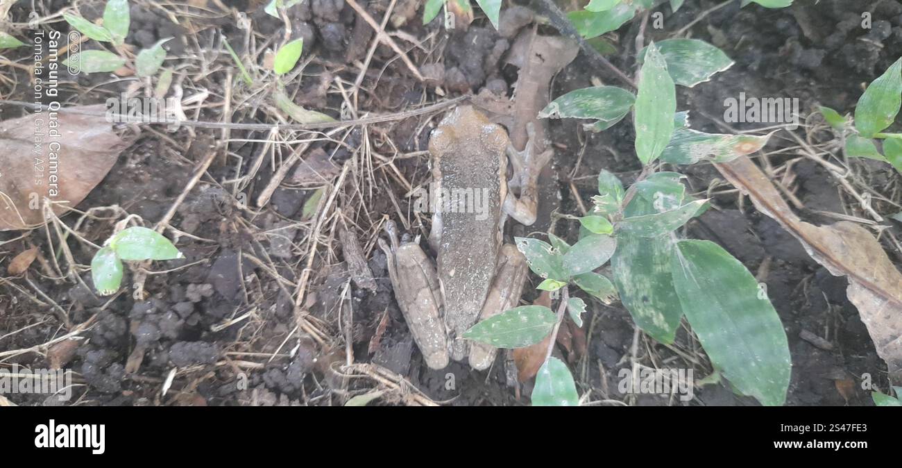 Vermiculated Tree Frog (Trachycephalus vermiculatus Stock Photo - Alamy