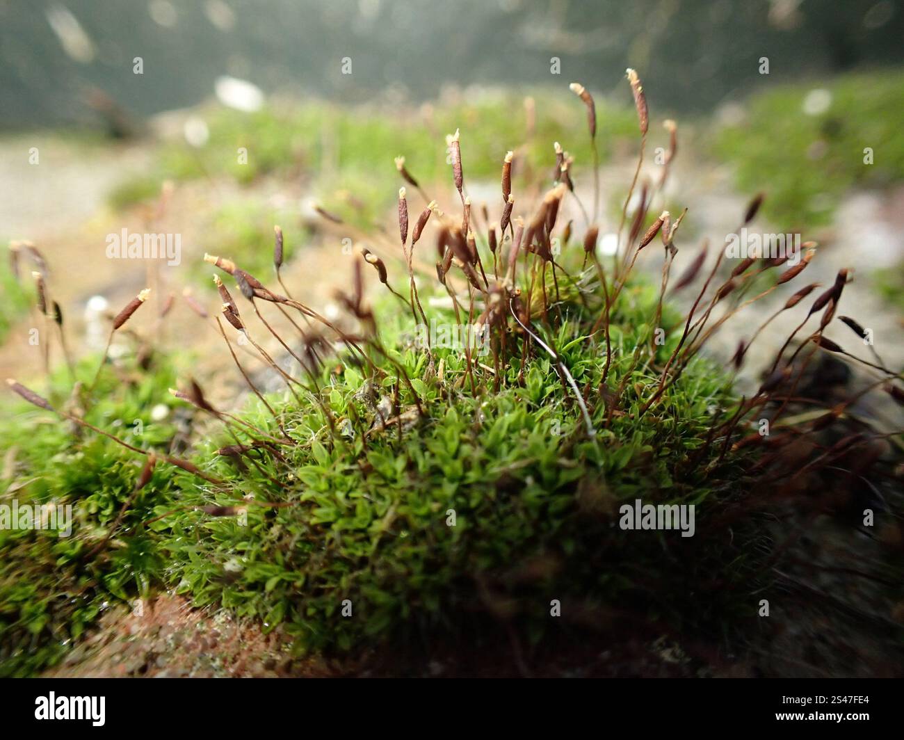 Wall Screw-moss (Tortula muralis Stock Photo - Alamy