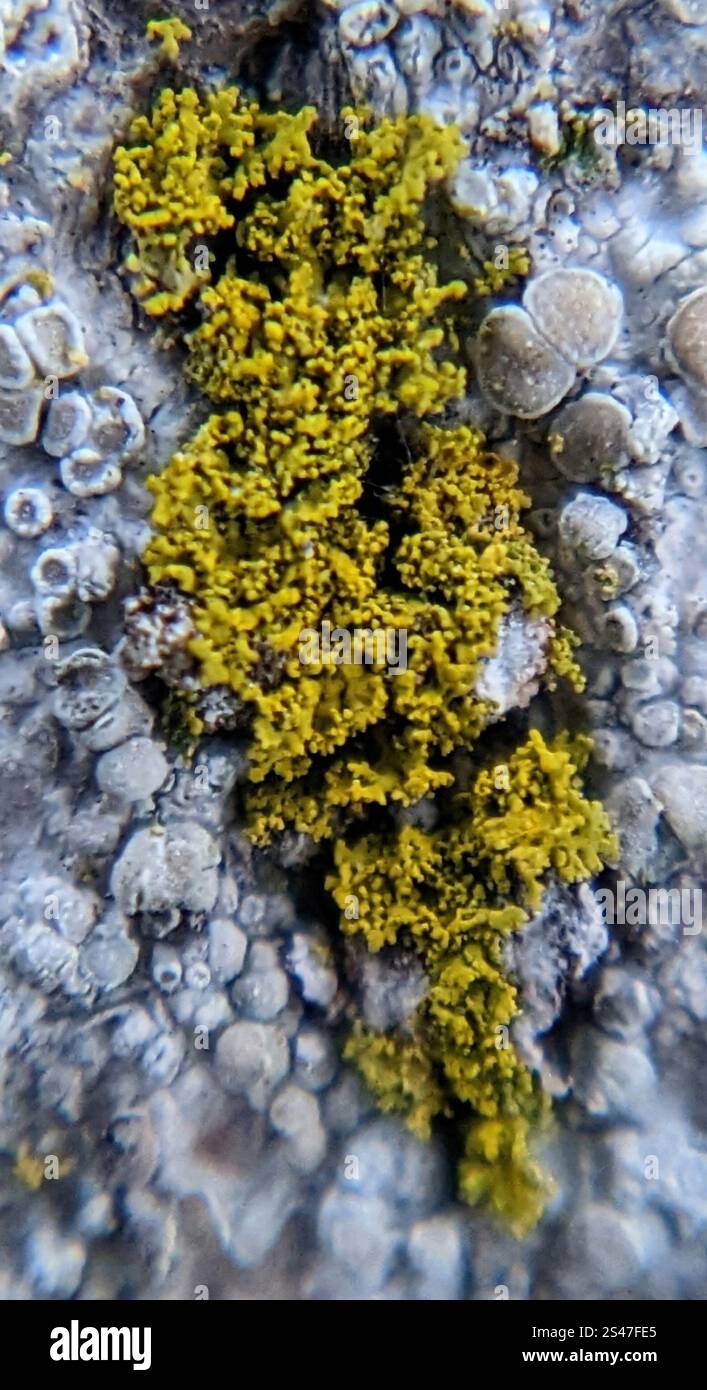 Shrubby Sunburst Lichen (Polycauliona candelaria Stock Photo - Alamy