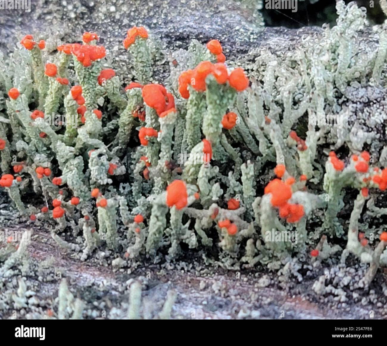 British soldier lichen (Cladonia cristatella Stock Photo - Alamy