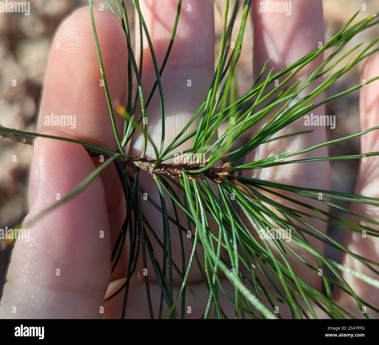 shortleaf pine (Pinus echinata Stock Photo - Alamy