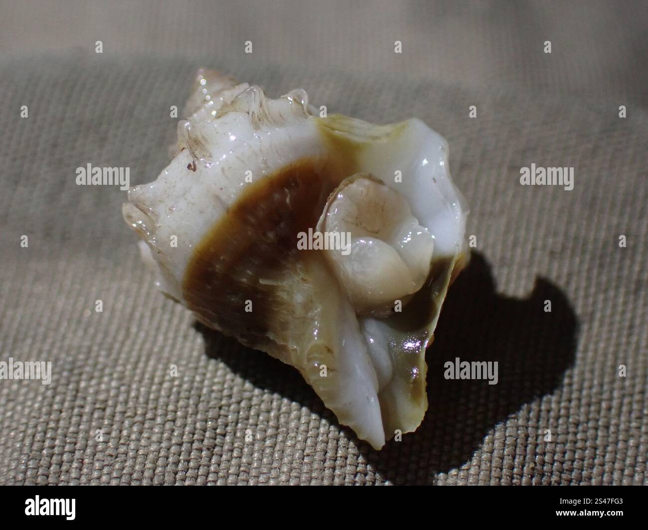 Frilled Dogwinkle (Nucella lamellosa Stock Photo - Alamy