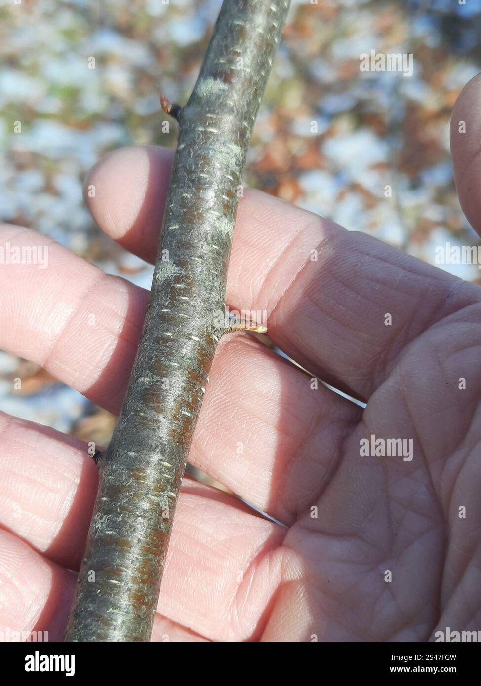 sweet birch (Betula lenta Stock Photo - Alamy