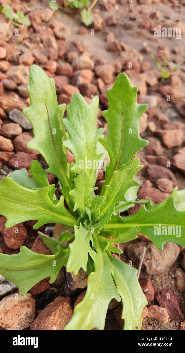 Cape marigold (Dimorphotheca sinuata Stock Photo - Alamy