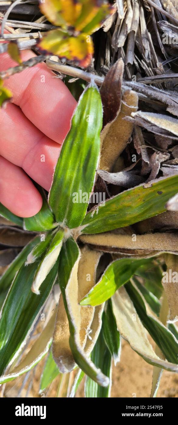 Common Mountain Daisy (Celmisia spectabilis spectabilis Stock Photo - Alamy