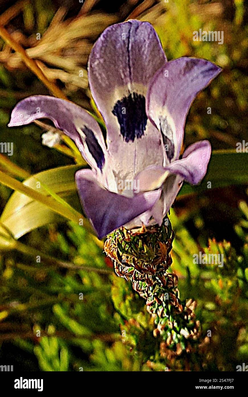Giant Bell (Roella ciliata Stock Photo - Alamy