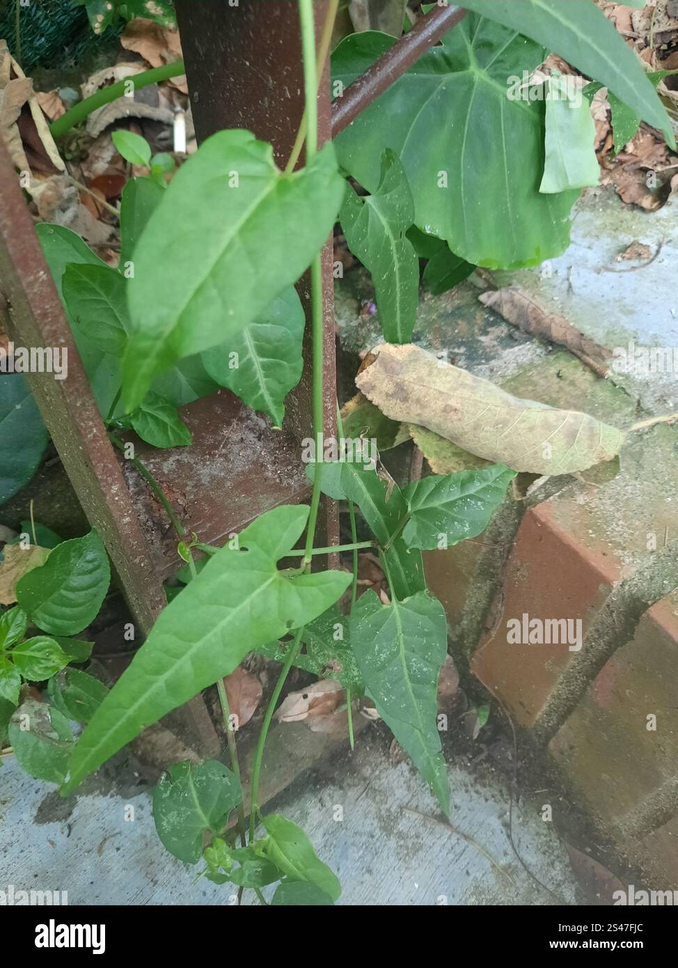 Fleeceflower hi-res stock photography and images - Alamy