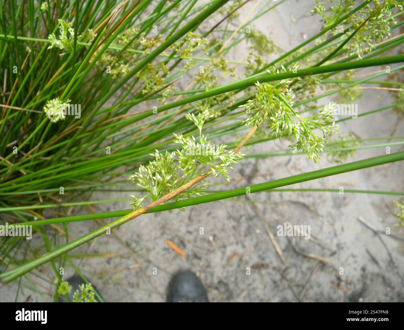 Soft Rush (Juncus effusus Stock Photo - Alamy
