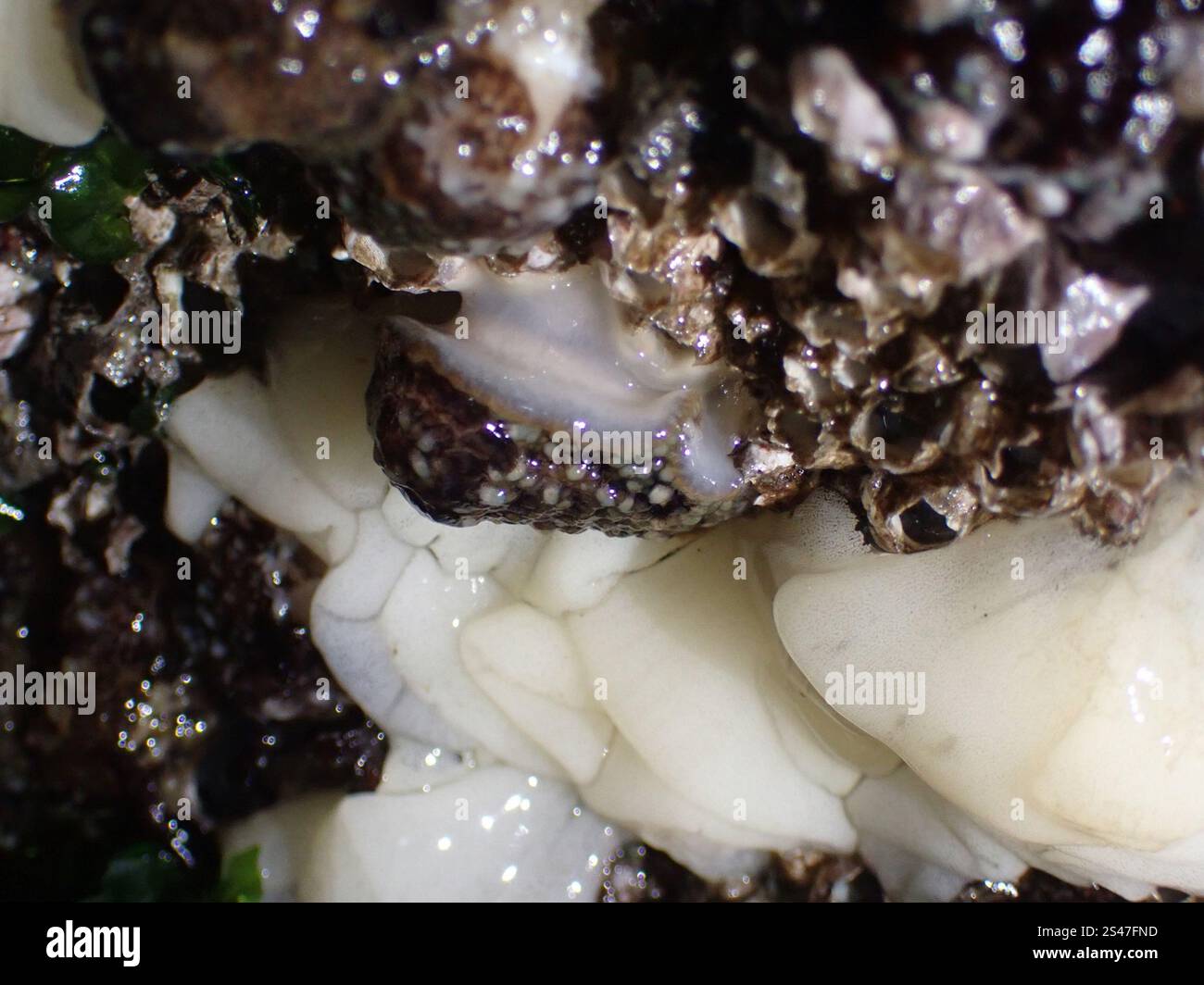 barnacle-eating dorid (Onchidoris bilamellata Stock Photo - Alamy