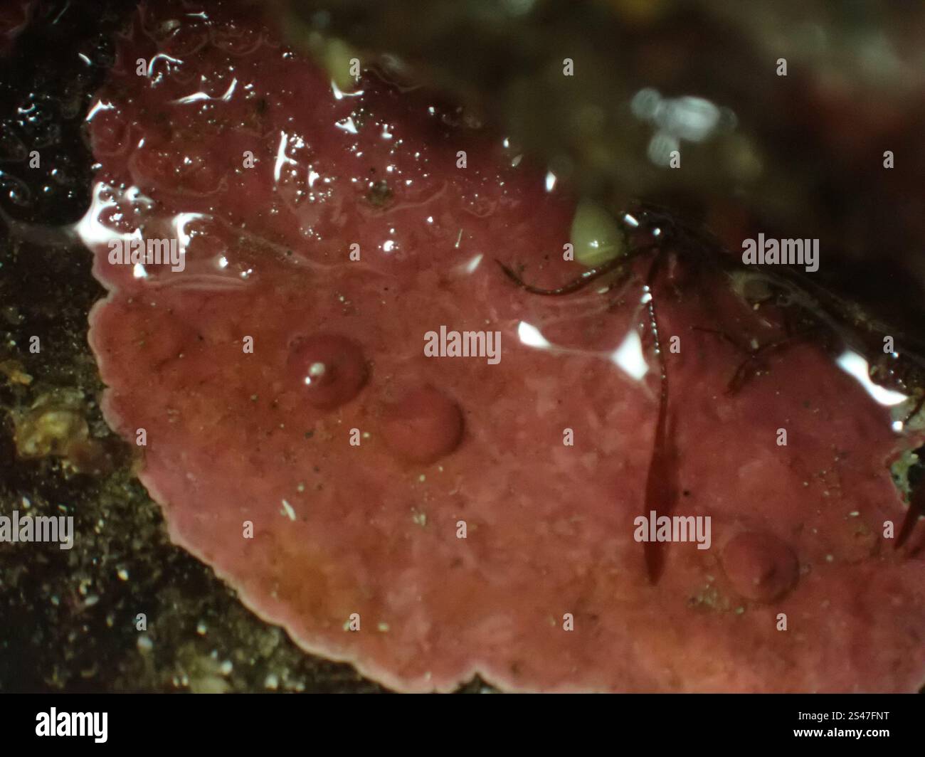 Crustose coralline algae (Lithothamnion Stock Photo - Alamy