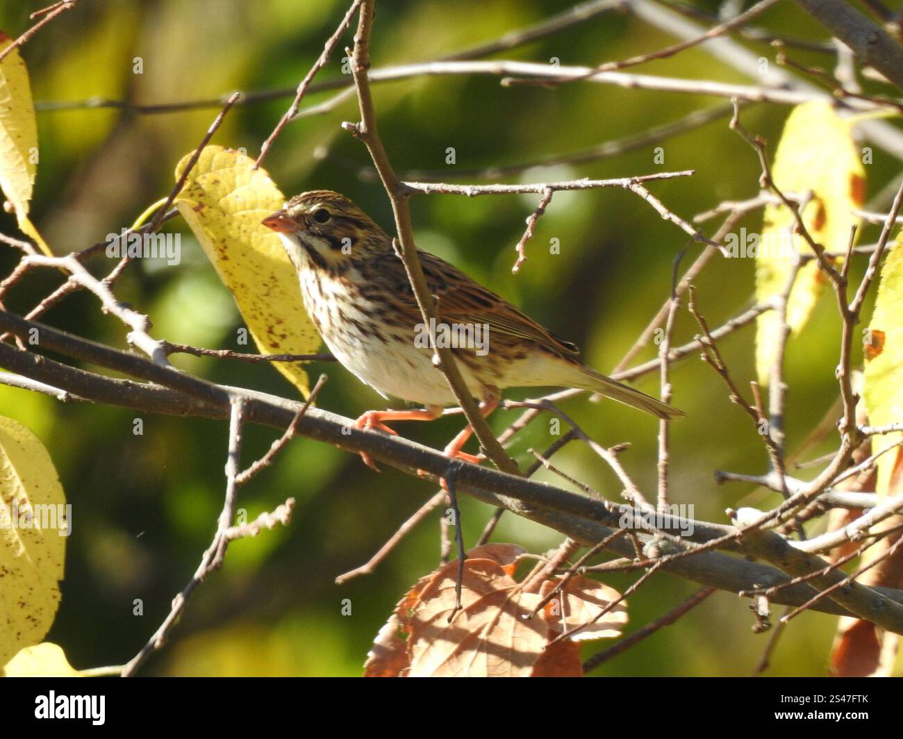Savannah Sparrow (Passerculus sandwichensis Stock Photo - Alamy