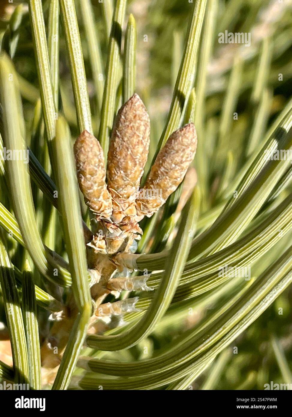 singleleaf pinyon (Pinus monophylla Stock Photo - Alamy