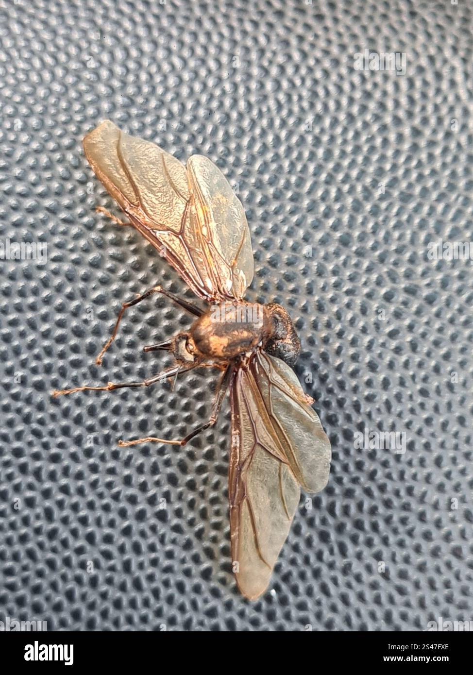 Ants, Bees, Wasps, and Sawflies (Hymenoptera Stock Photo - Alamy