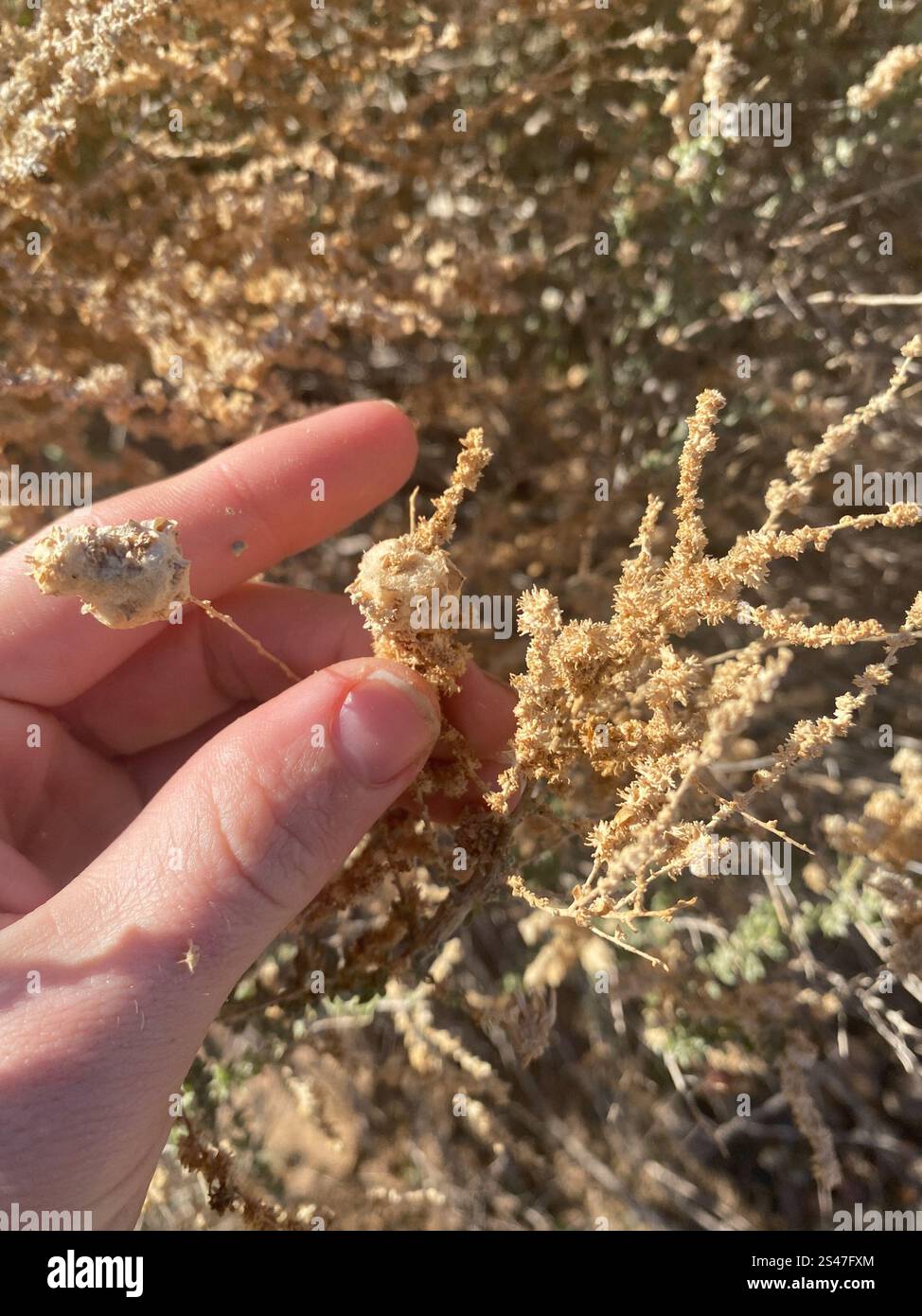 Saltbush Woolly Stem Gall Midge (Asphondylia floccosa Stock Photo - Alamy