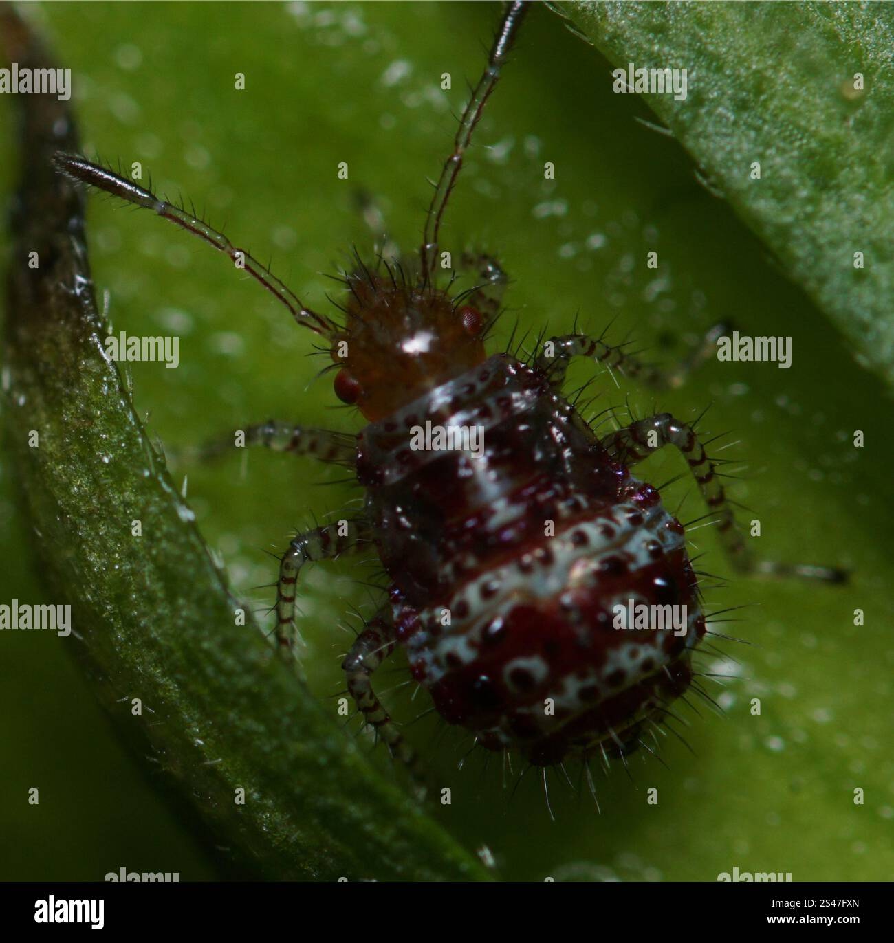 True Bugs, Hoppers, Aphids, and allies (Hemiptera Stock Photo - Alamy