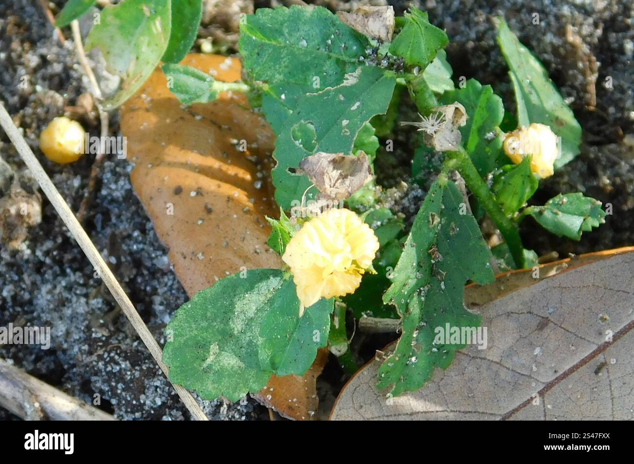 Common Fanpetals (Sida ulmifolia Stock Photo - Alamy