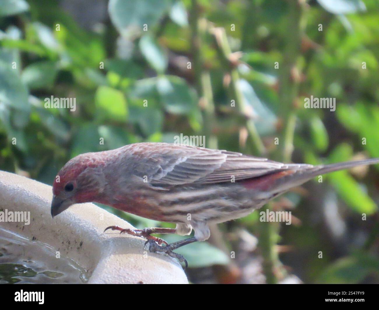 House Finch (Haemorhous mexicanus Stock Photo - Alamy