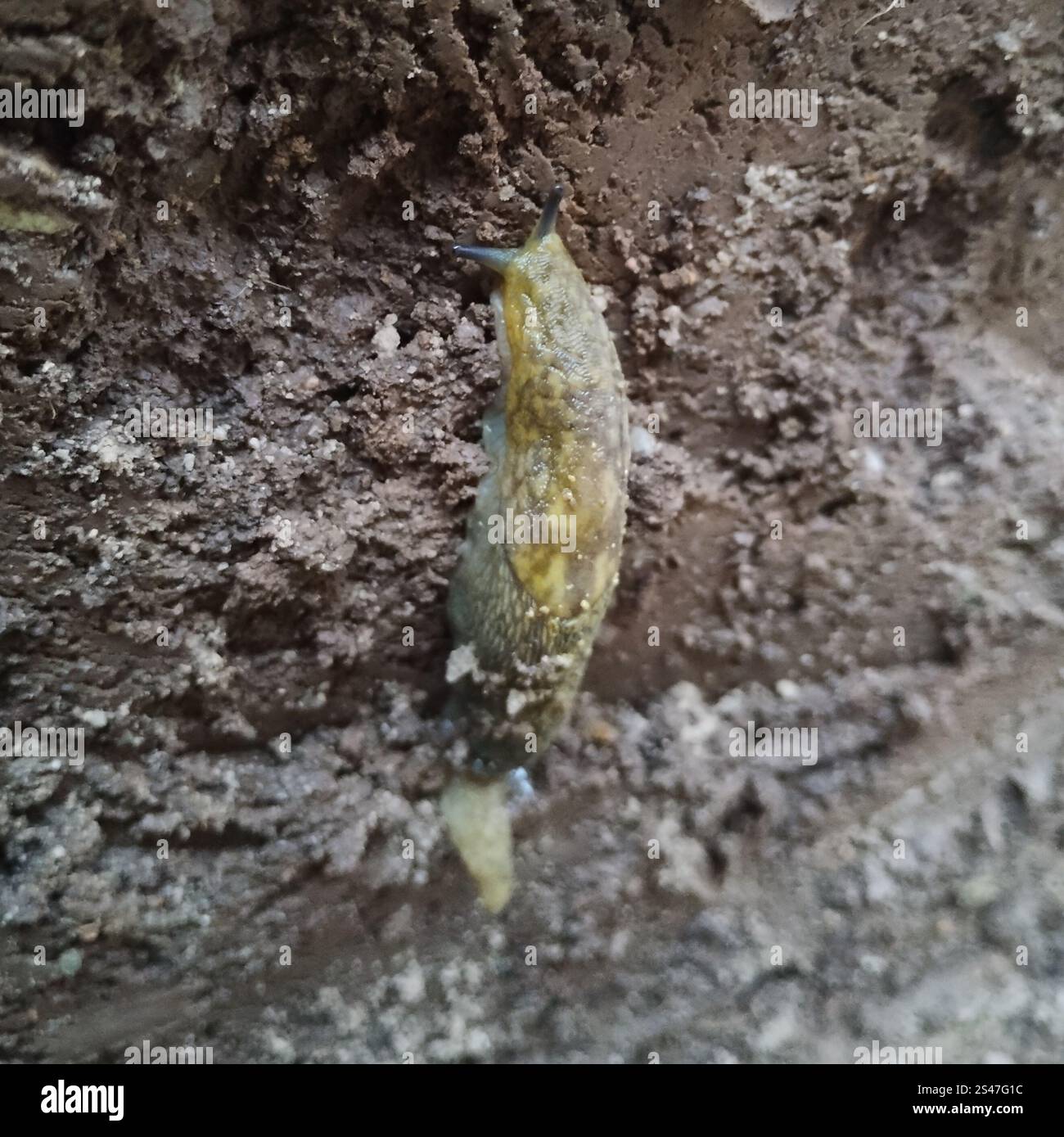 Yellow Cellar Slug (Limacus flavus Stock Photo - Alamy