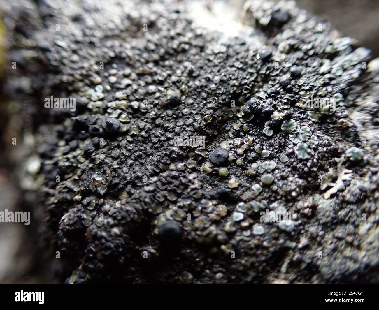 Tile Lichens (Lecidea Stock Photo - Alamy
