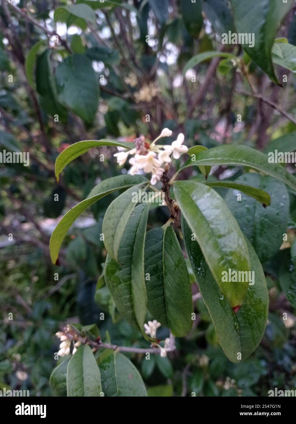 Sweet olive (Osmanthus fragrans Stock Photo - Alamy