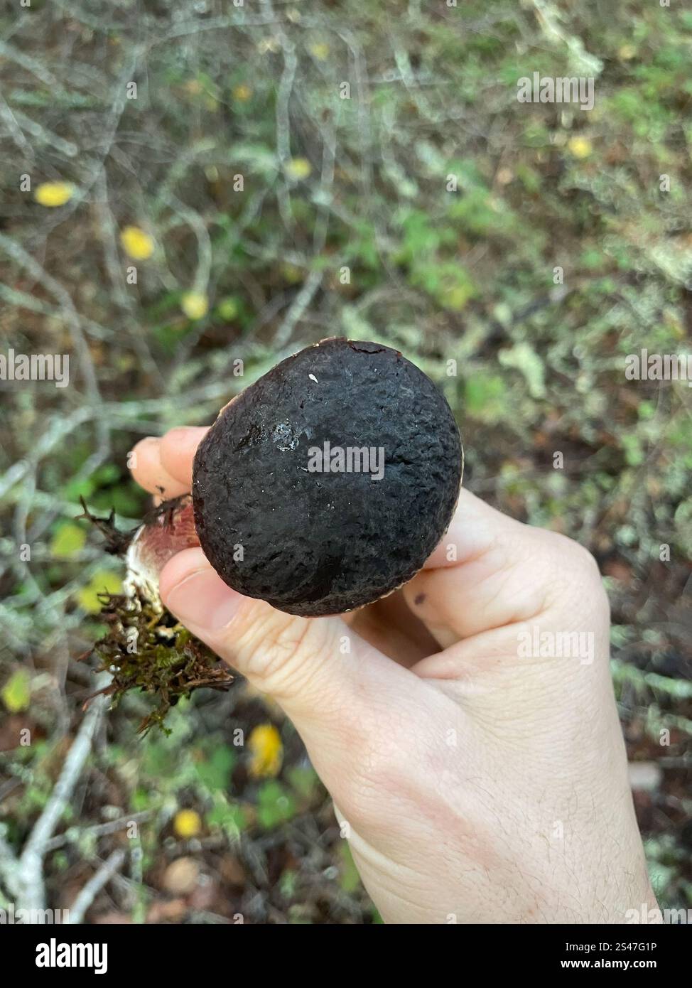 Zeller's bolete (Xerocomellus zelleri Stock Photo - Alamy