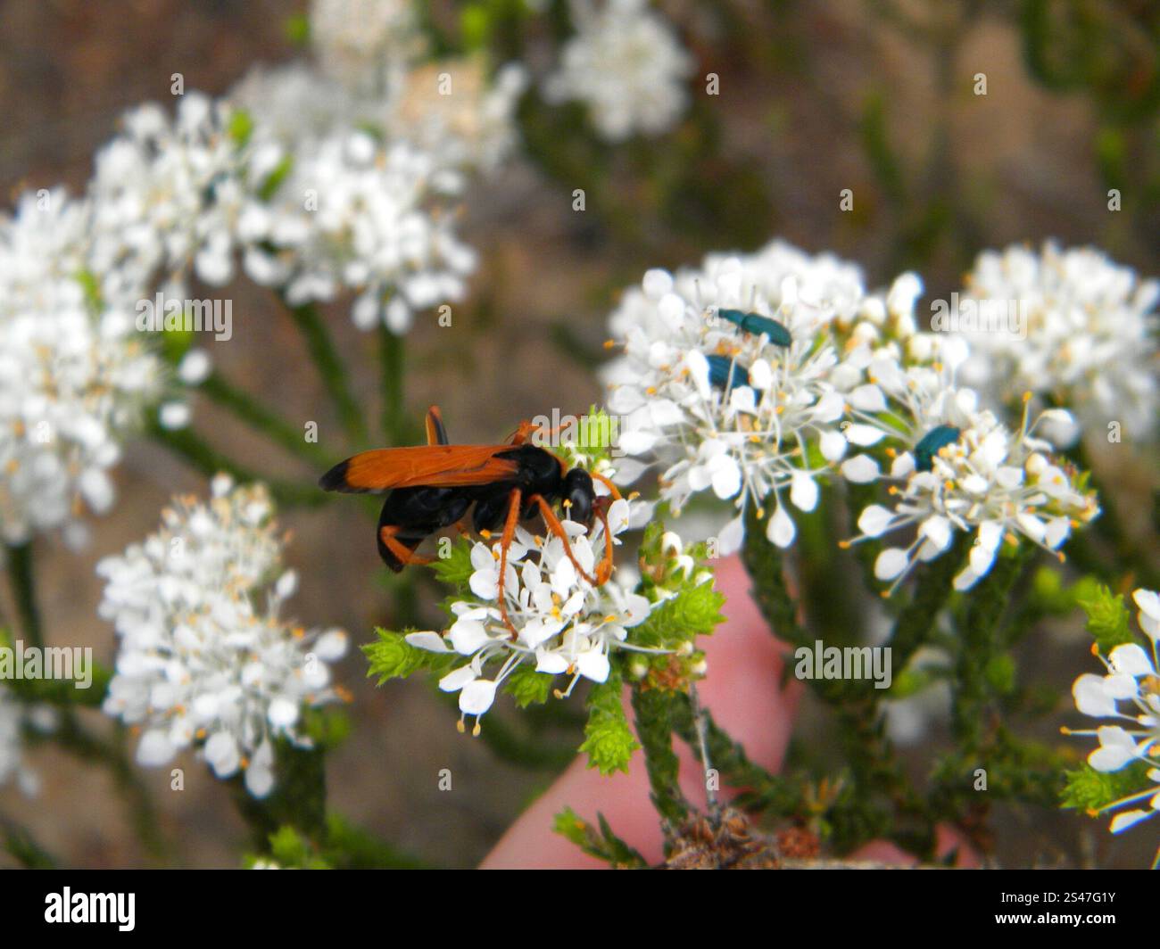Spider Wasps (Pompilidae Stock Photo - Alamy