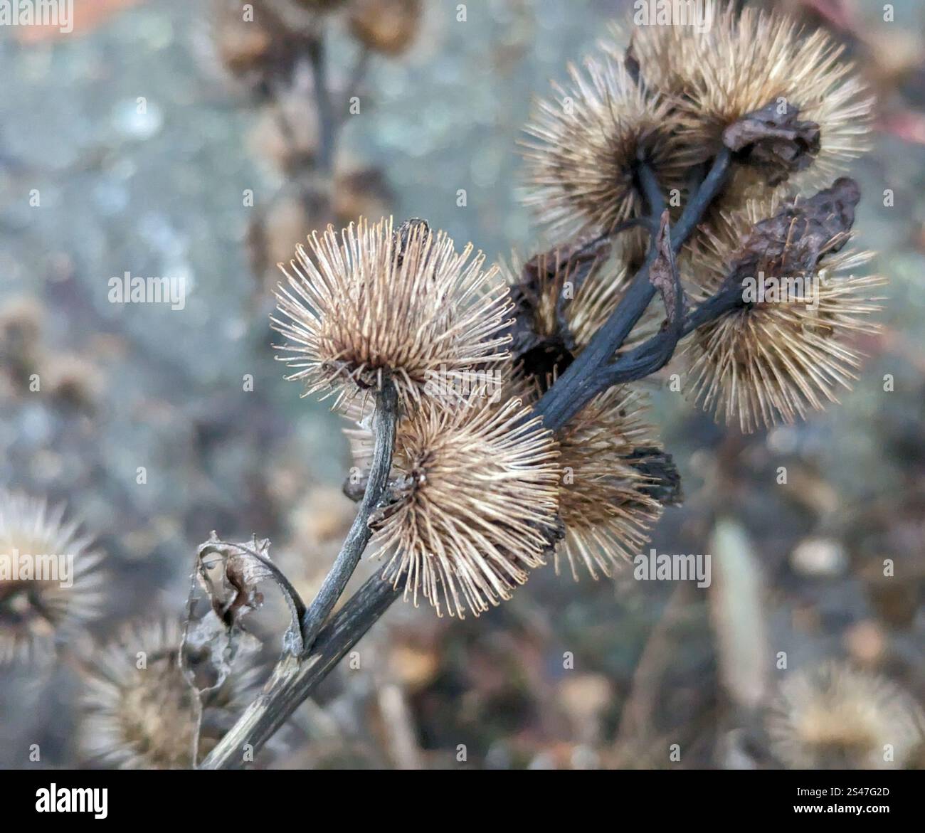 lesser burdock (Arctium minus Stock Photo - Alamy