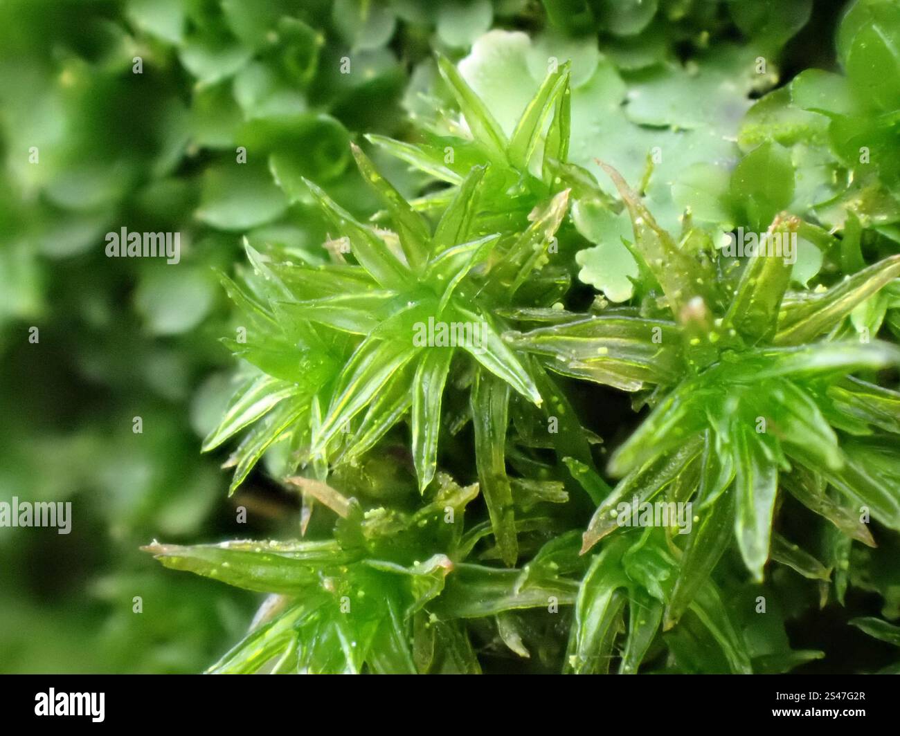 Wood Bristle-moss (Lewinskya affinis Stock Photo - Alamy