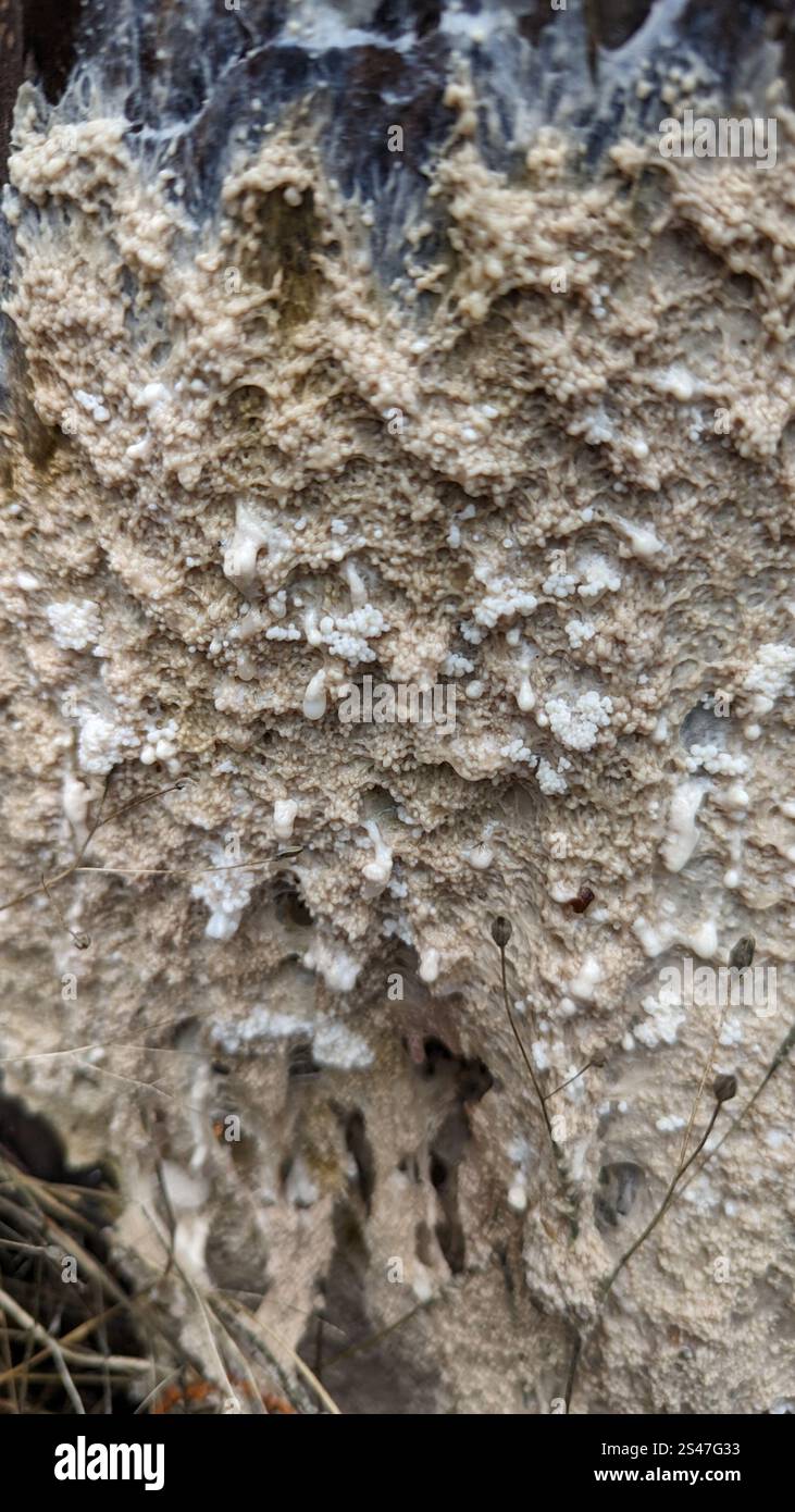 Tapioca Slime Mold (Brefeldia maxima Stock Photo - Alamy