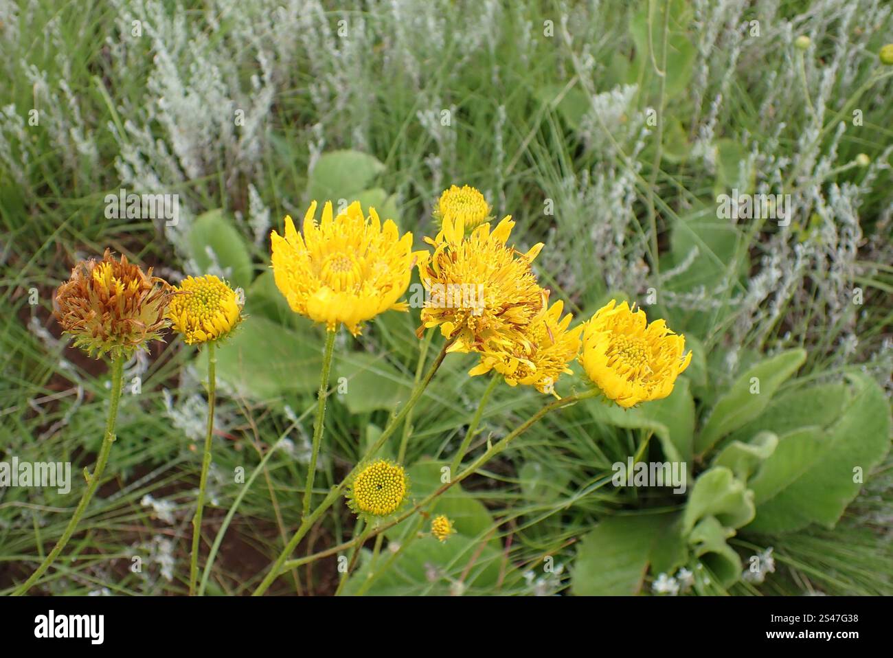 Bristle African Thistle (Berkheya setifera Stock Photo - Alamy