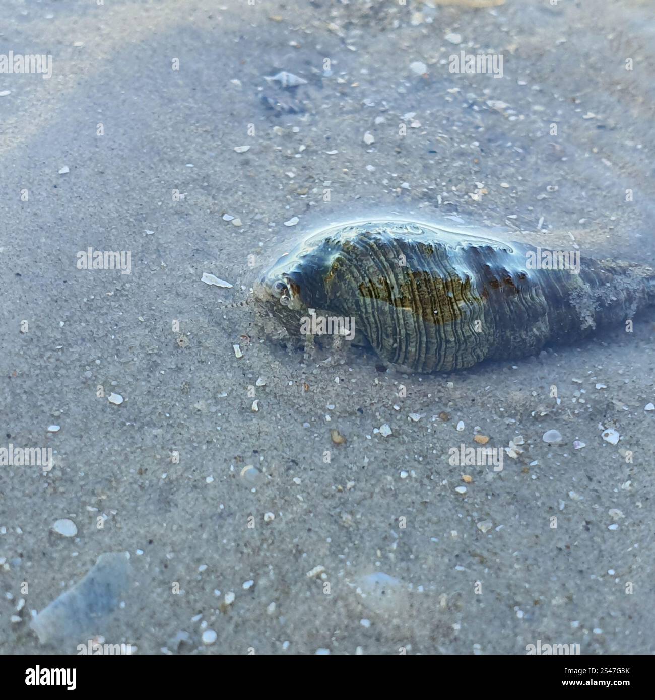 Australian Mud Whelk (Batillaria australis Stock Photo - Alamy